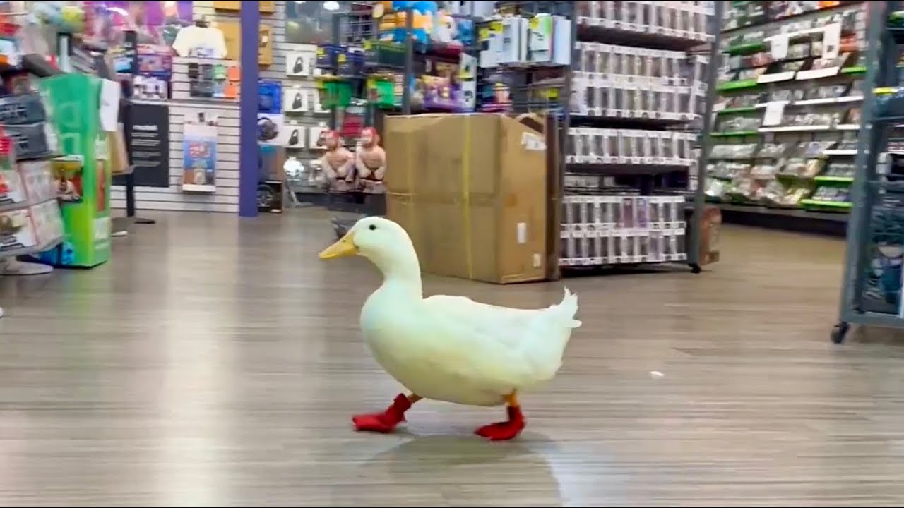 I took my duck to GameStop - YouTube