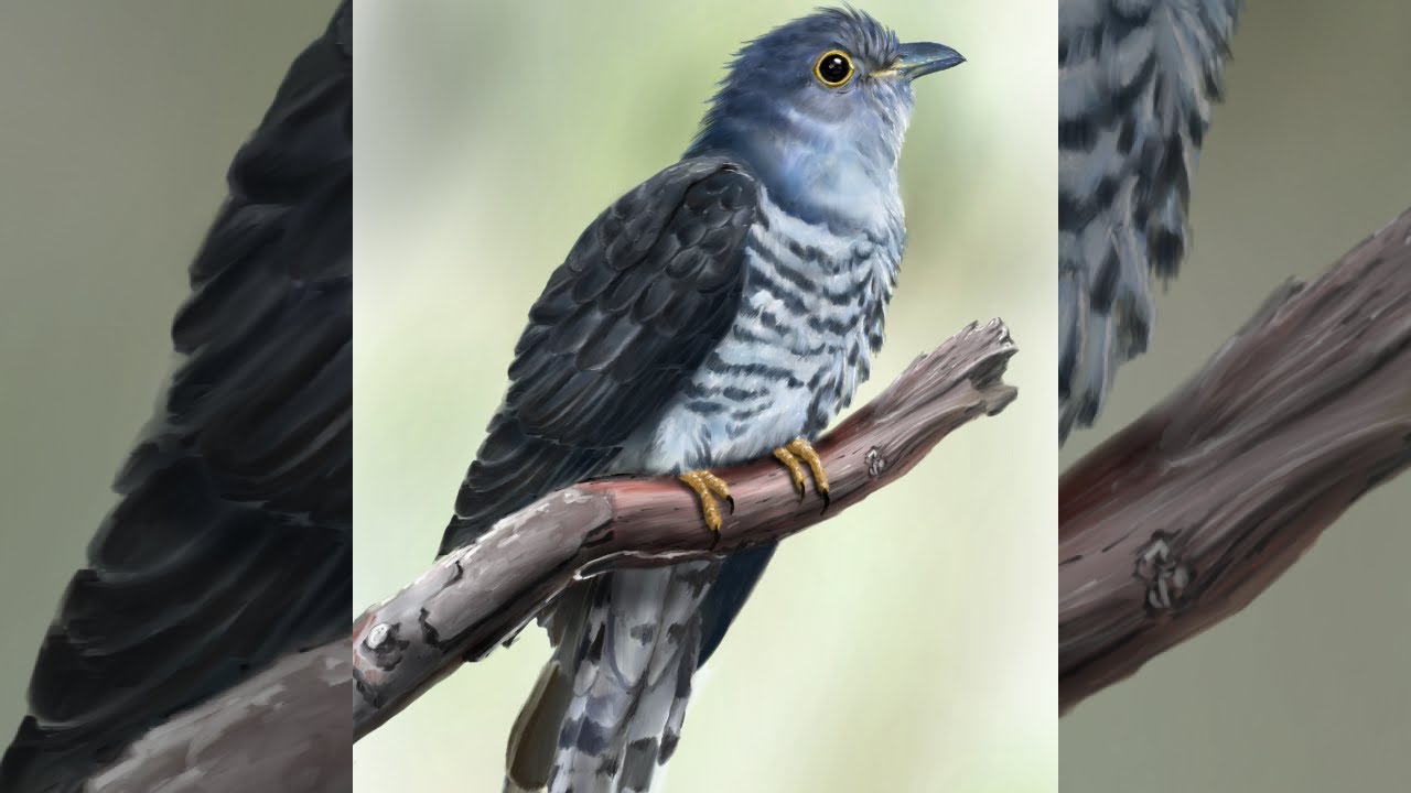 How to draw Cuckoo - YouTube