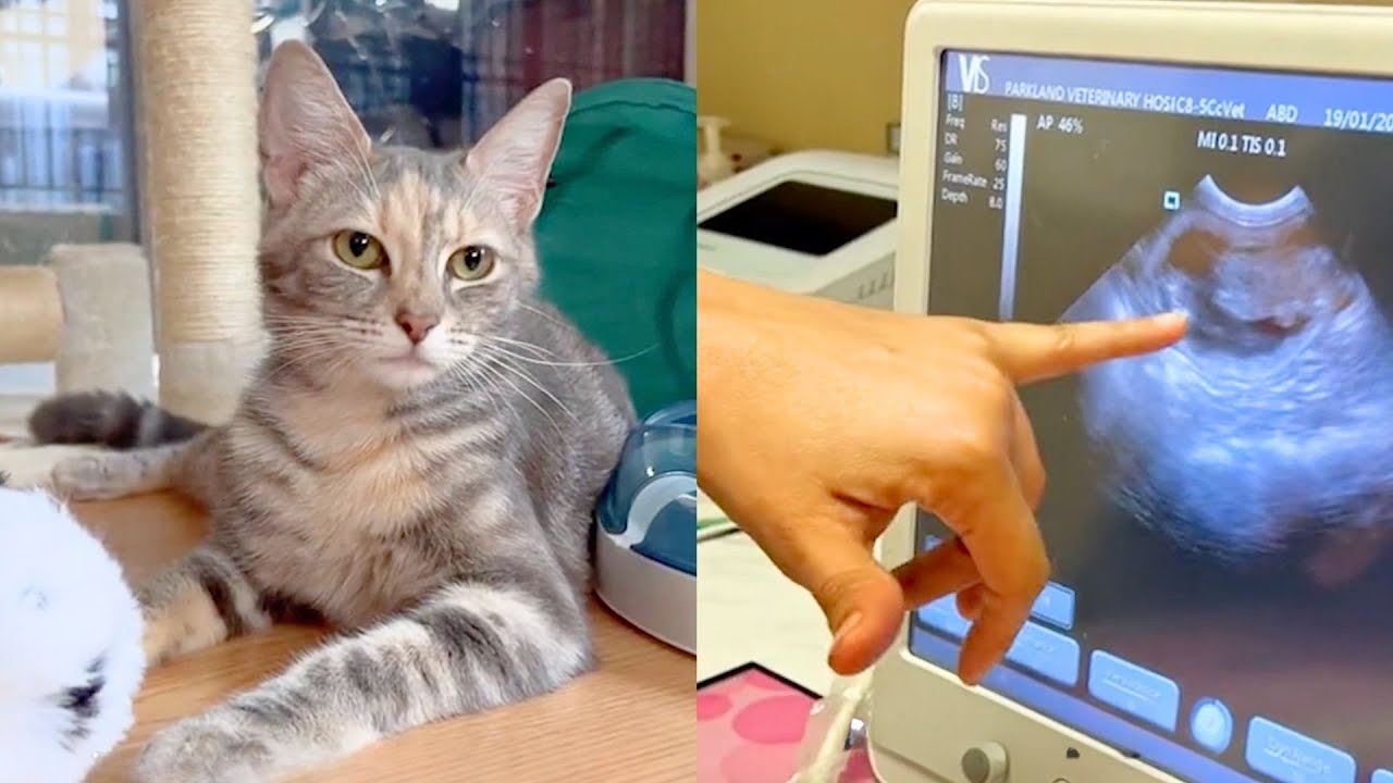 Security Guard Saves Cat And Gets HUGE Surprise When He Brings Her Home ...