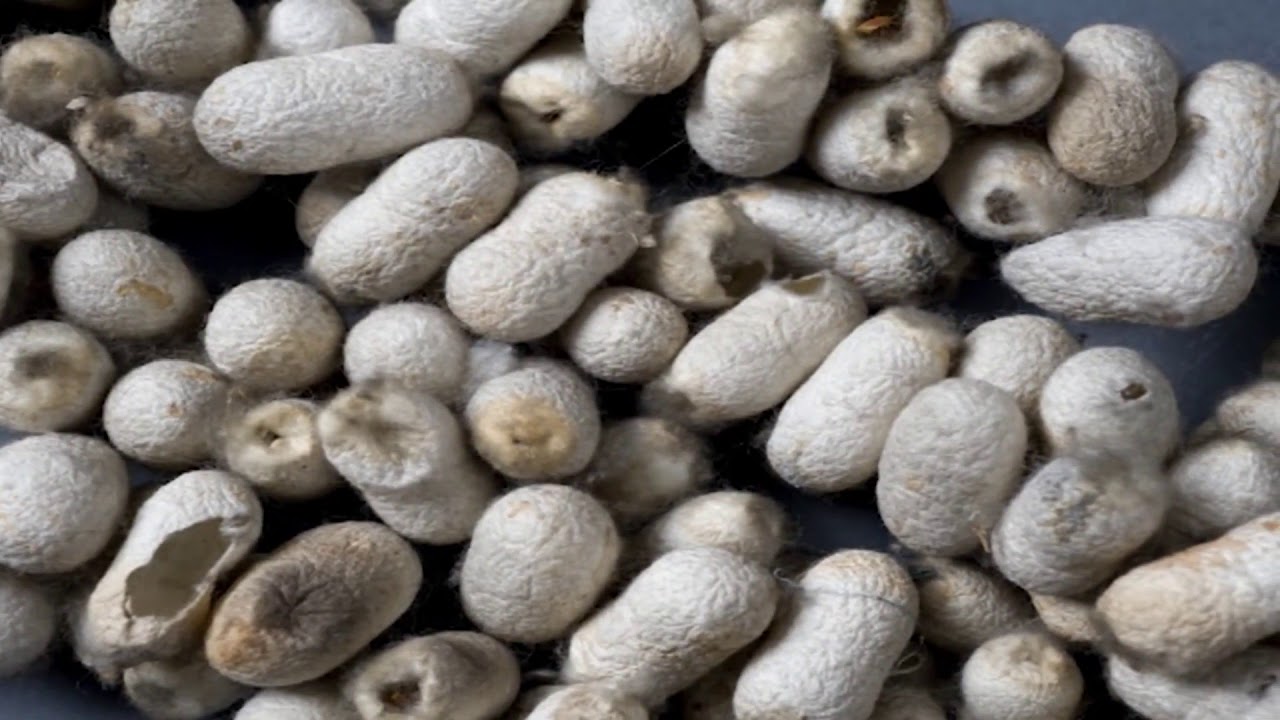 Sericulture Technology Module 01 Introducing the basics of sericulture ...