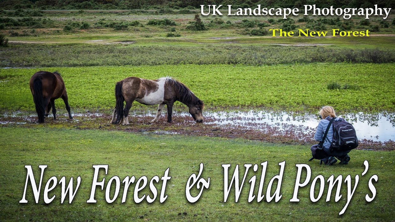 Hatchet Pond, The New Forest - UK Landscape Photography - YouTube