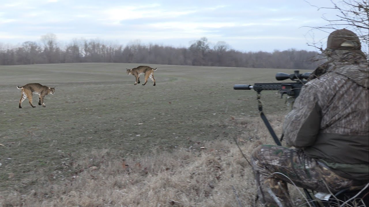 Double Bobcat in Tennessee!! January 2023 - YouTube