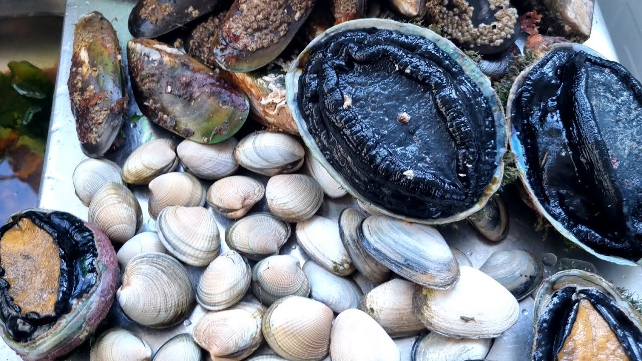 Diving Wellington for Paua, Cockles, Pipi, Kina and mussels - YouTube