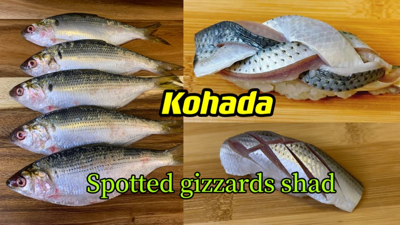 Kohada, one of the most difficult fish to prepare for sushi! (Spotted ...