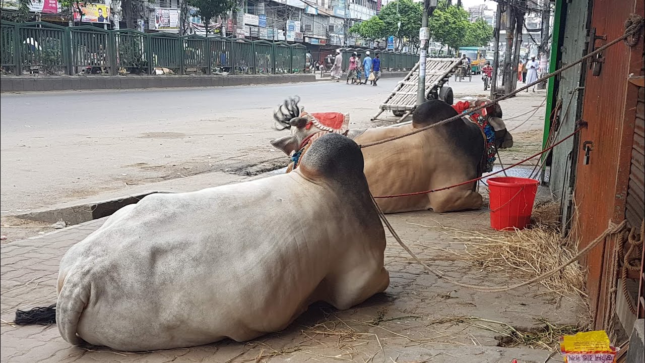Pakistani Sibbi Grounding || Puran Dhaka || part 2 - YouTube