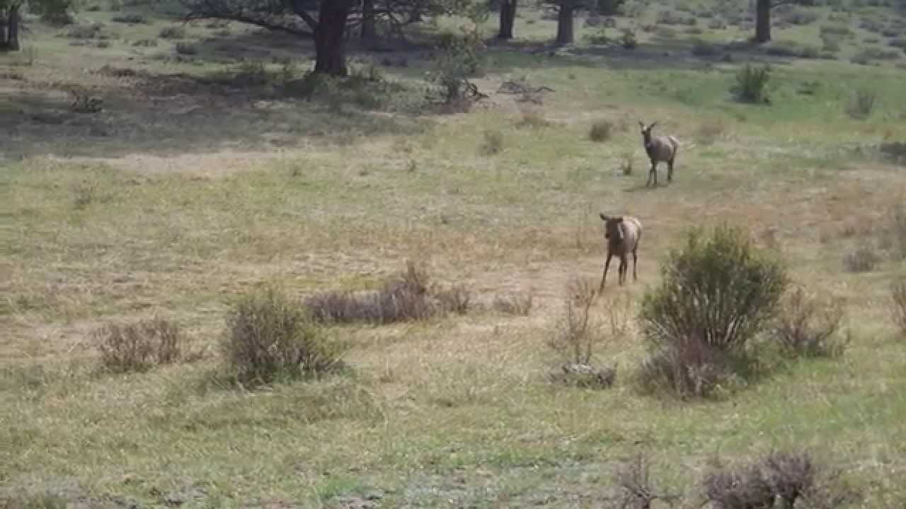 Elk Vs Coyote Vs Mouse - YouTube