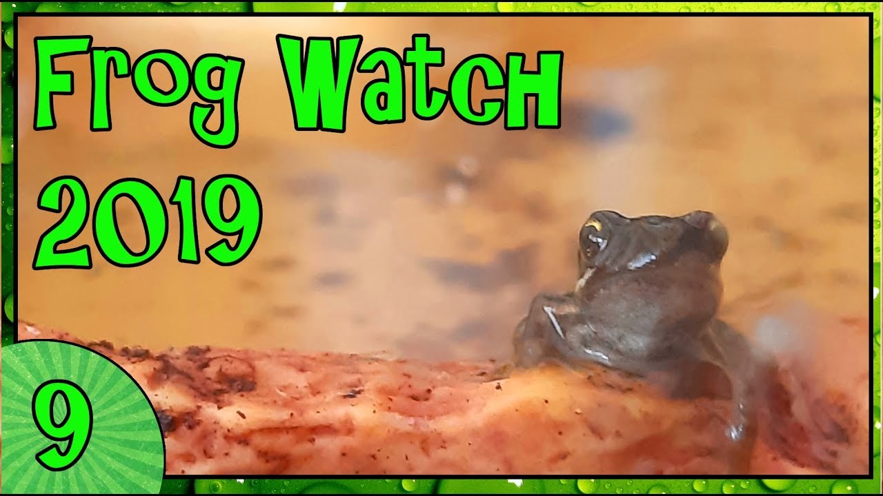 THE FROGLETS EMERGE! - Frog Watch 2019 [9] - YouTube