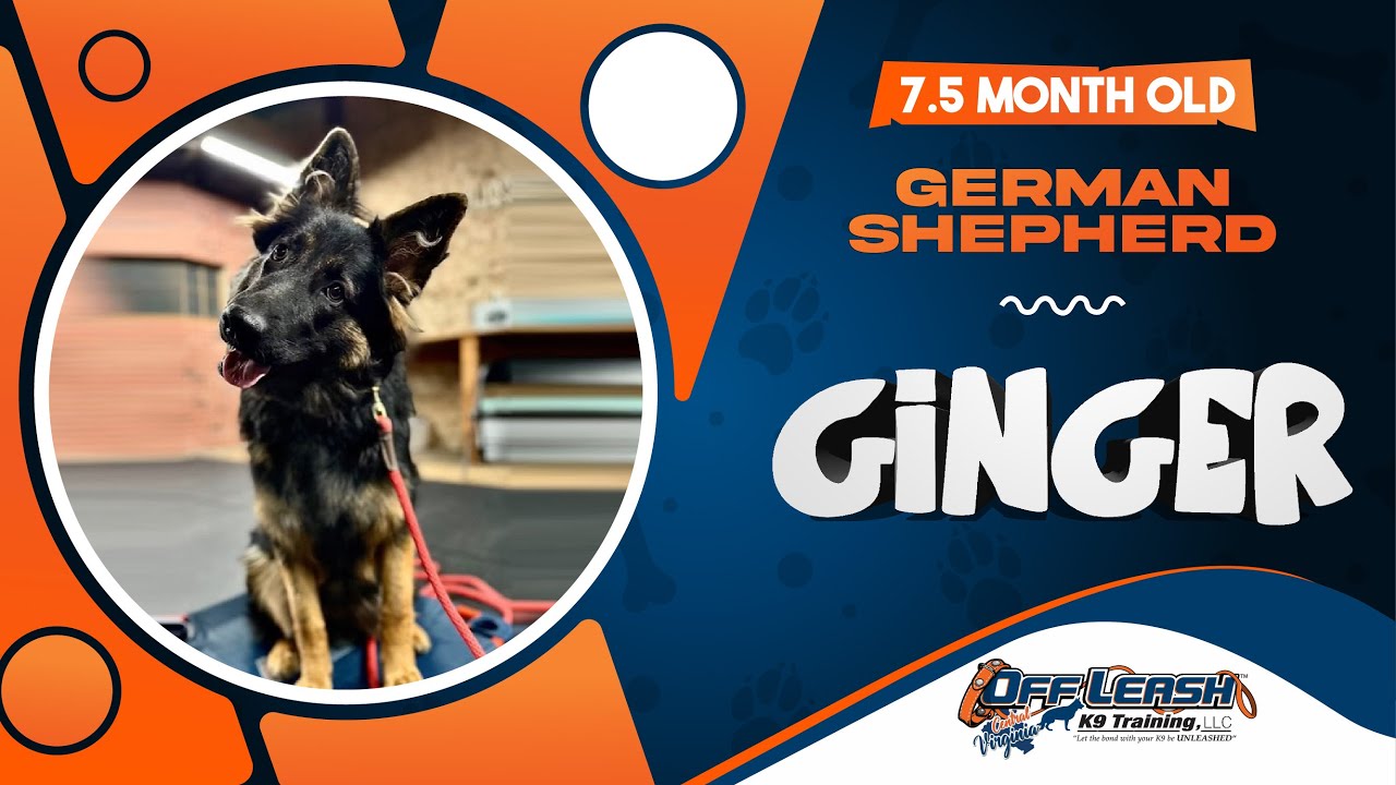 Ginger | 7.5 month old German Shepherd | Best Dog Trainers of Central ...