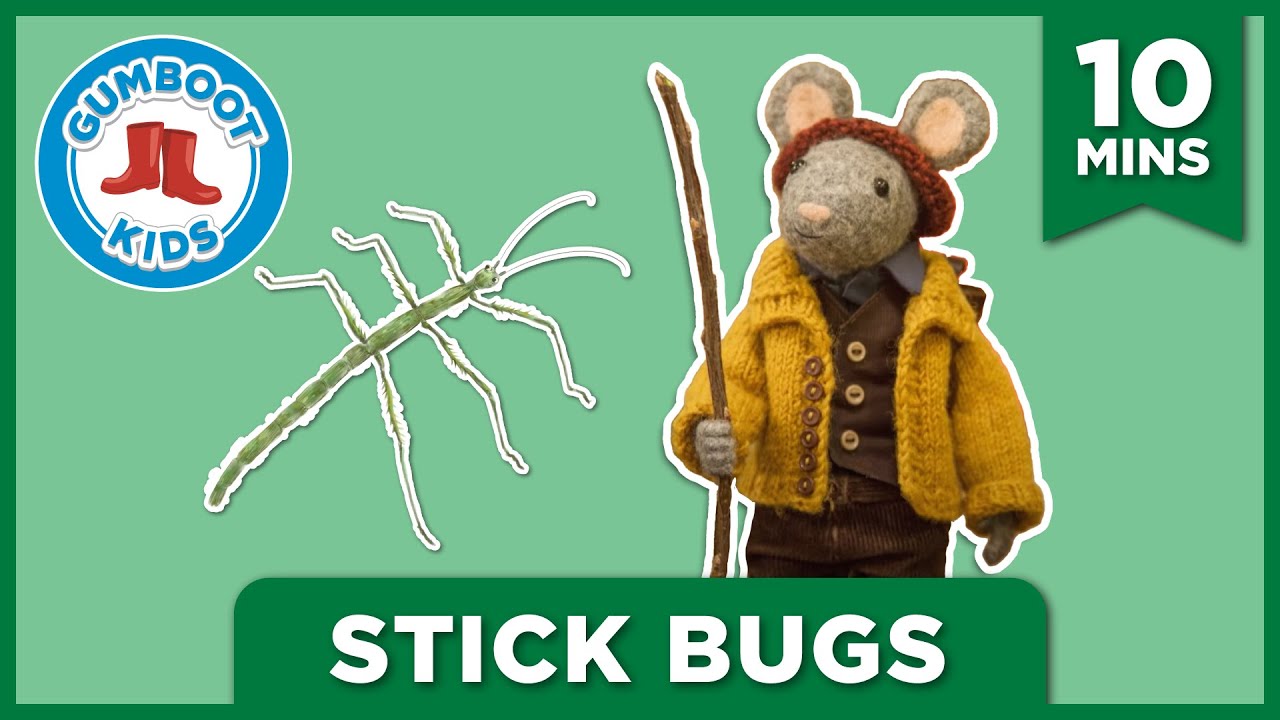 Stick Bugs 🐛 Preschool Educational Kids Show About Bugs l Calming Kids ...
