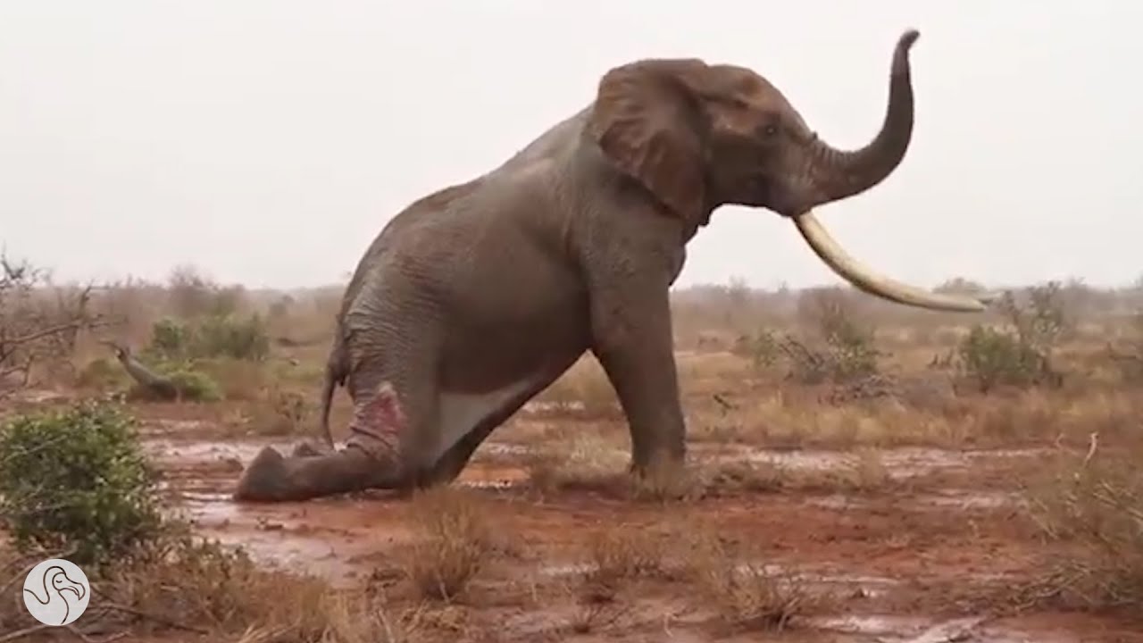 Rescues in the Wild - YouTube