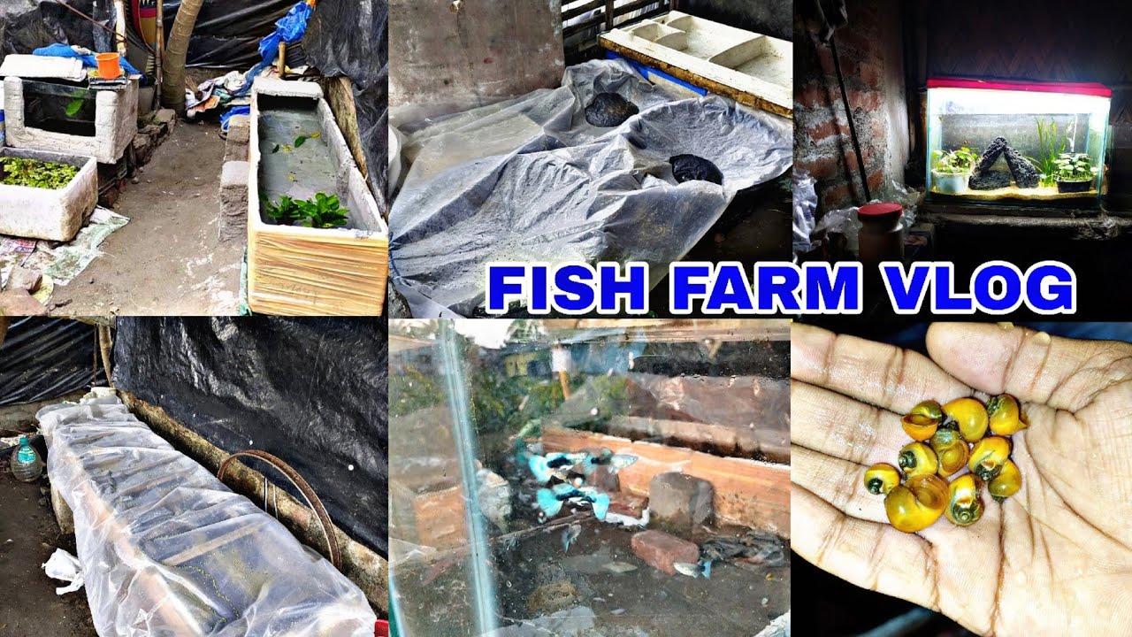Fish Farm Maintenance•||•Fish Farm Update||Primary Work For Your Farm ...