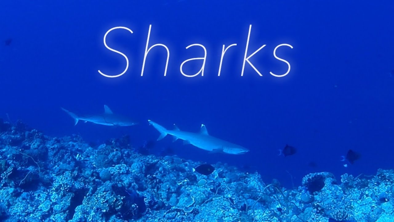 Sharks in Blue Corner, Palau | Meditation and Relaxation for your soul ...