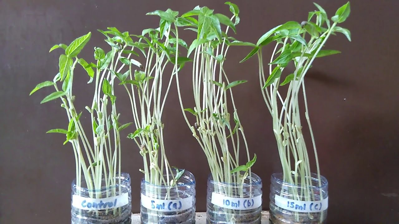 Simple Experiment Biology Development - YouTube