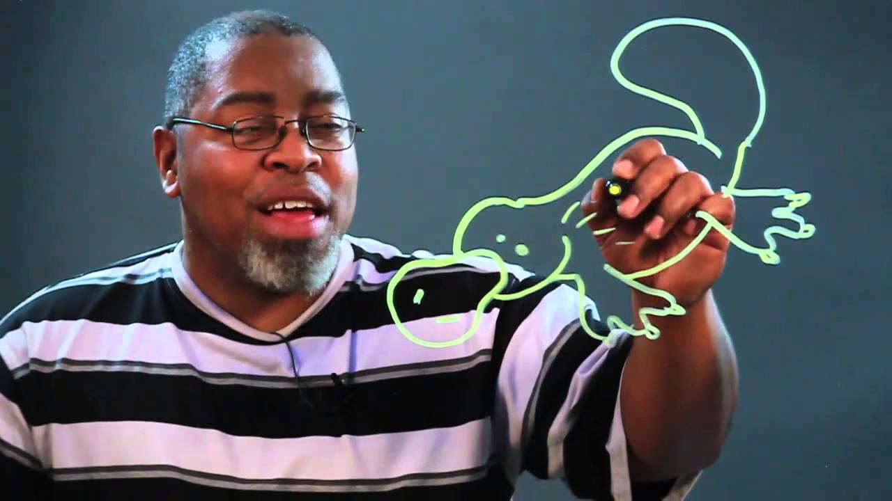 How to Draw Platypuses - YouTube