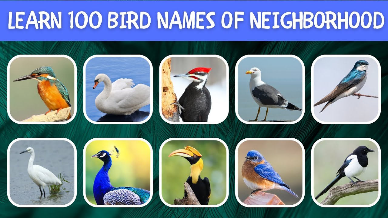 100 Bird Names | Bird Names of Your Neighbourhood | Magpie, Parrot ...