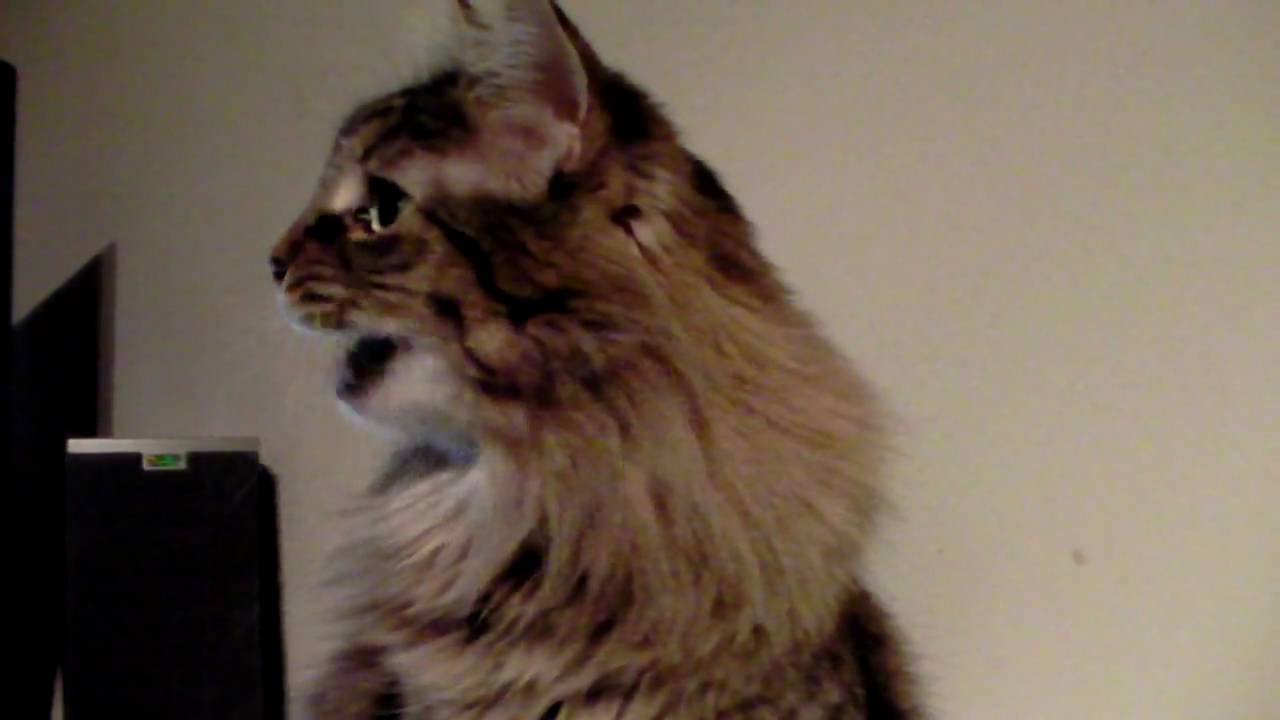 The barking cat - YouTube