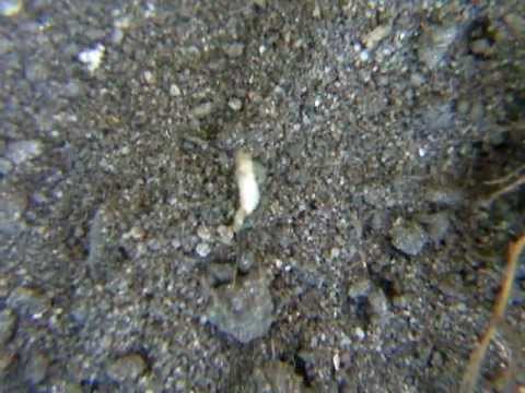 Black Ant Carrying A Maggot which it removed from carrion - YouTube