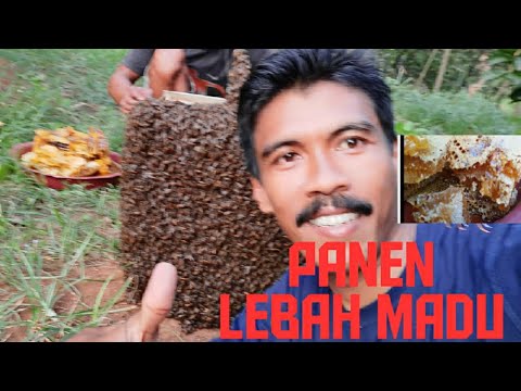PANEN MADU LEBAH LIAR DI MUSIM BUNGA RANDU..HASILNYA WOW....! - YouTube