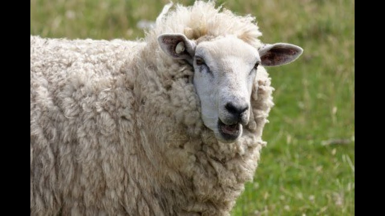 The Most Addictive Sheep Game - YouTube