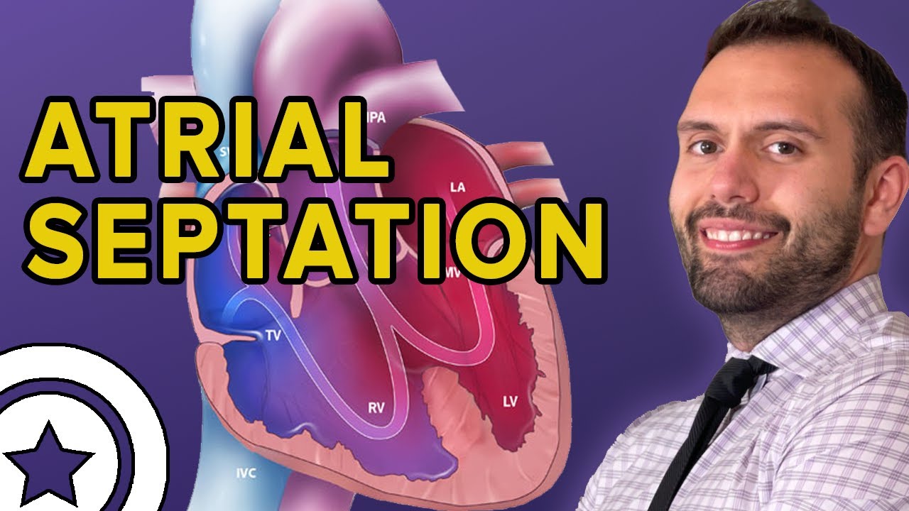 Atrial Septation | HIGH-YIELD CARDIOLOGY | USMLE STEP 1 - YouTube