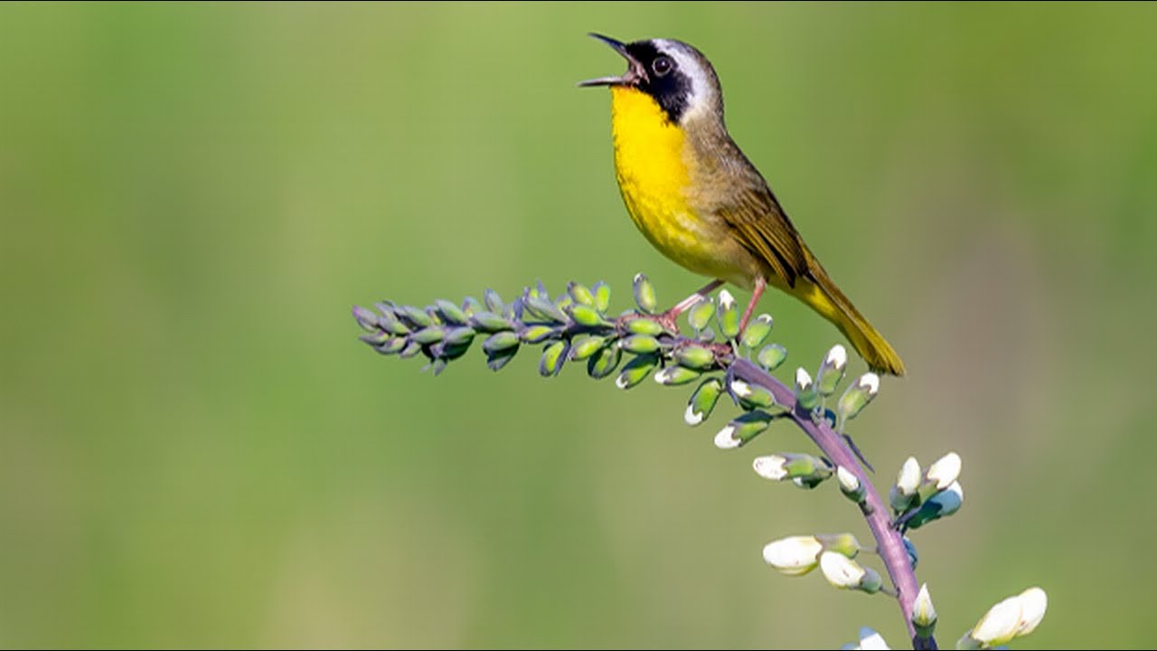 What's That Bird?: Discover Merlin Bird ID - YouTube