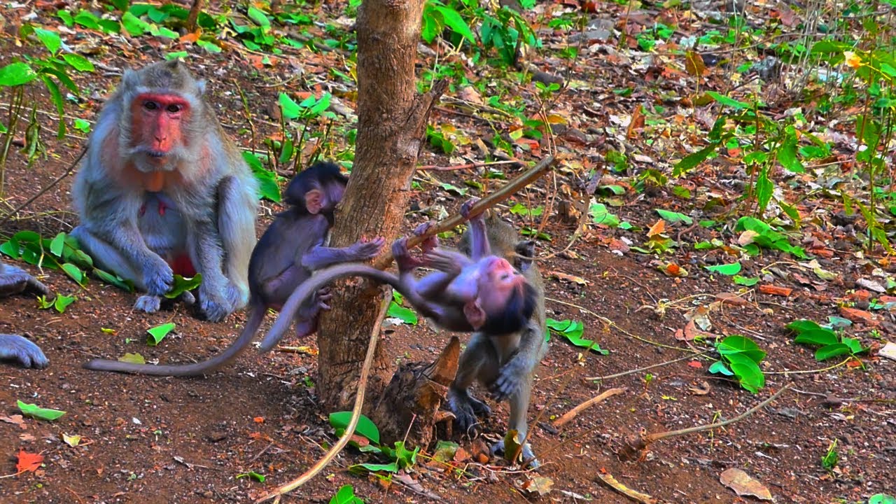 Monkey Brothers: Climbing Challenges and Teamwork - YouTube