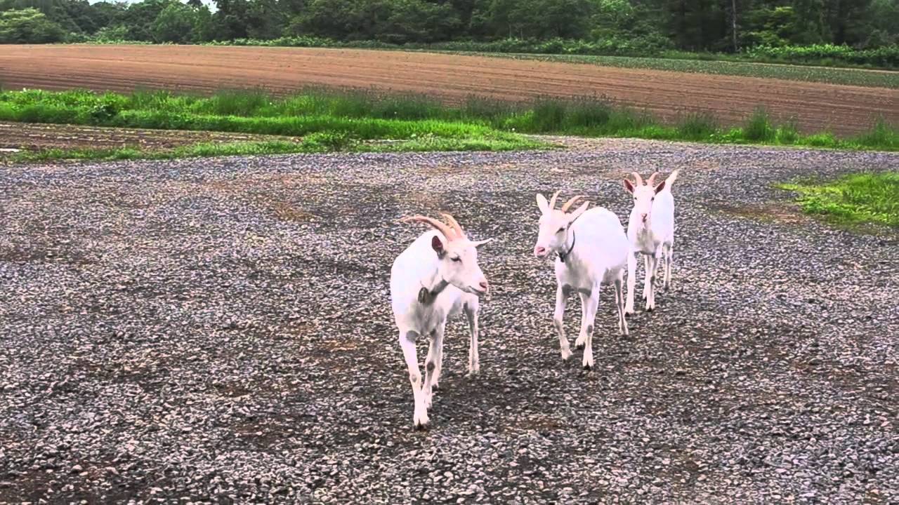 Goat morning - YouTube