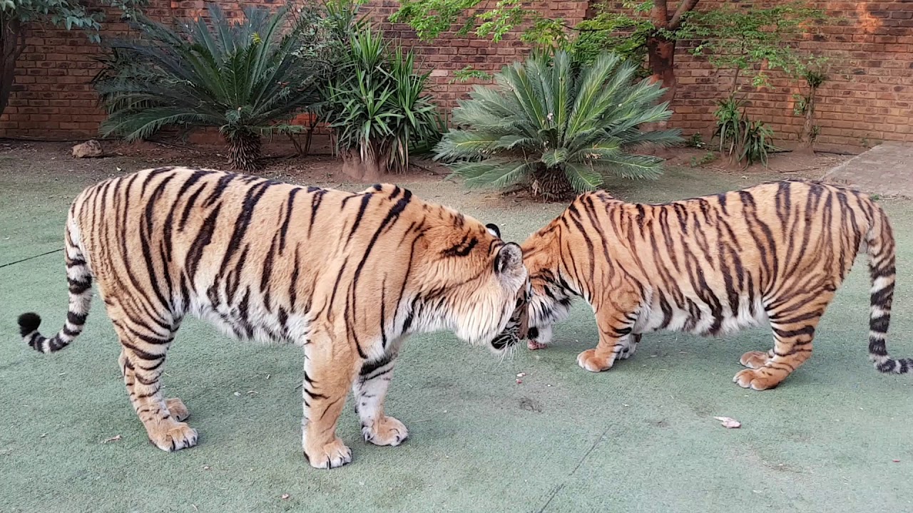 How to throw chicken to the tigers ,makes You quite accurate! - YouTube