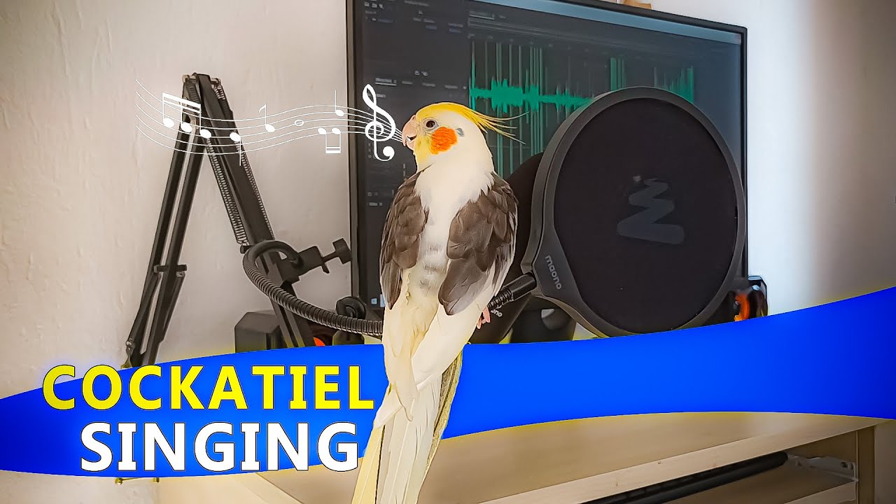 cockatiel singing Into Microphone | Cockatiel bird Singing training ...