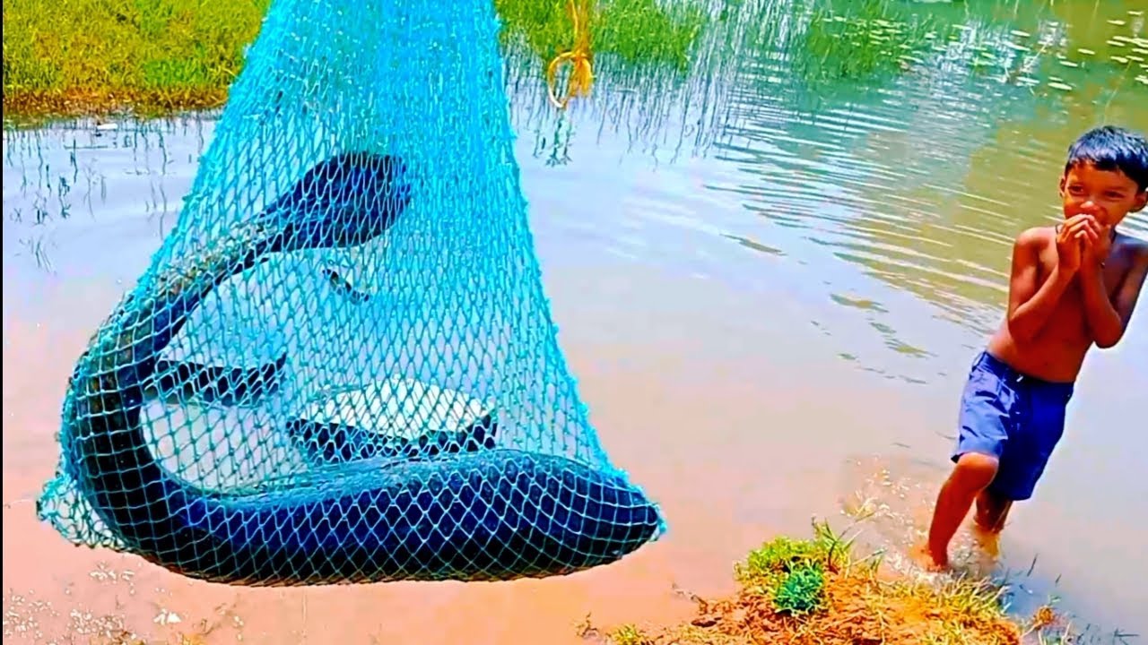 How to catch Fish || Traditional Fishing || Village Fishing || odia ...