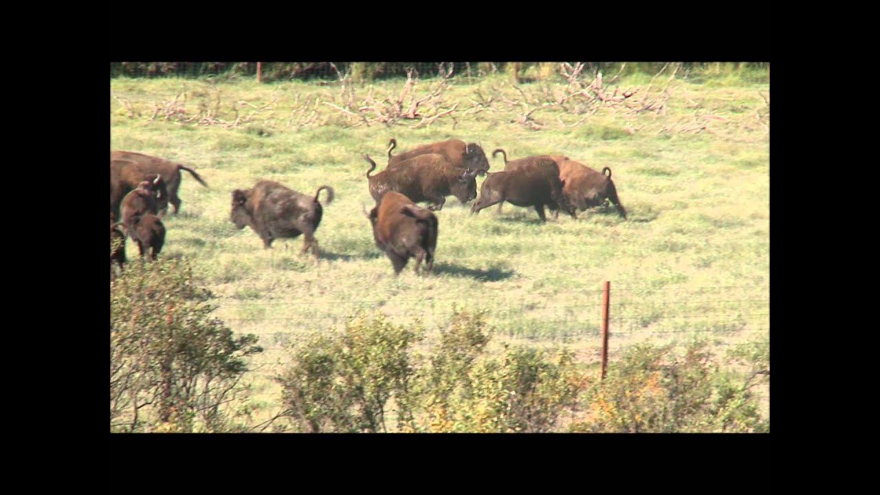 Video Clip # 4 Tails Up, Bulls Rutting, Bulls Following Bulls - YouTube