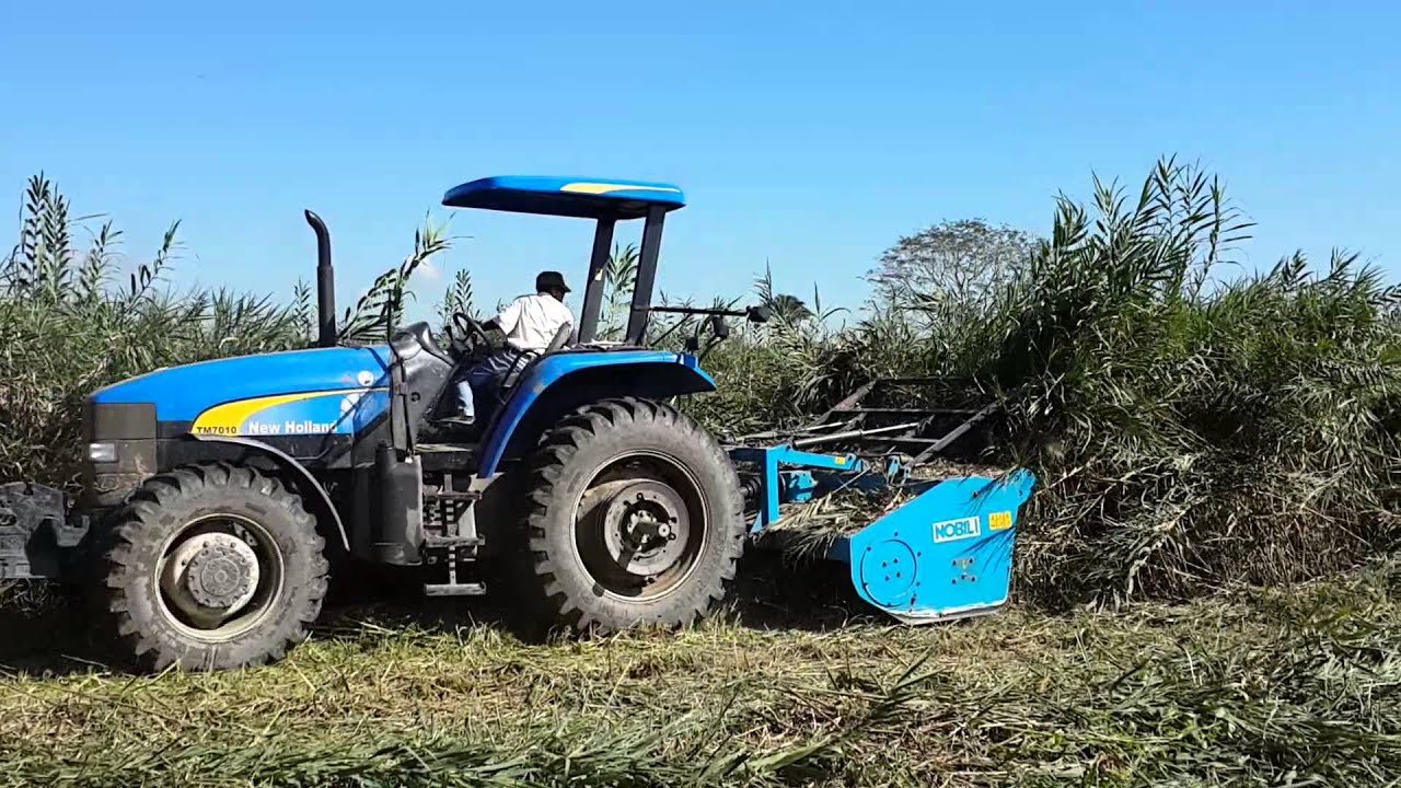 Arundo Donax - Galiltec - YouTube