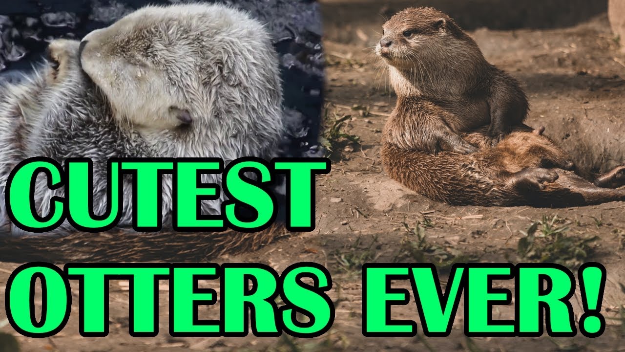 Cutest Otters, Real River Water Flow, Relaxing, Calming, Non-Repeating ...