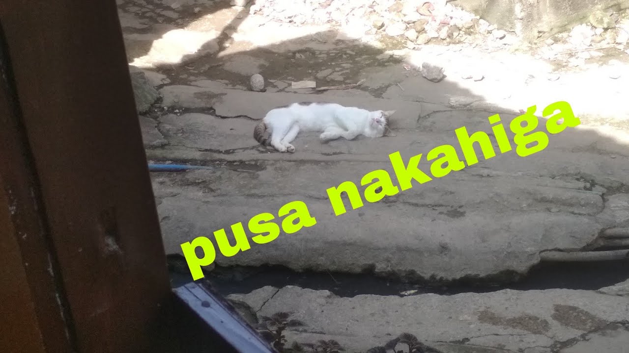 nakahiga pusa - YouTube