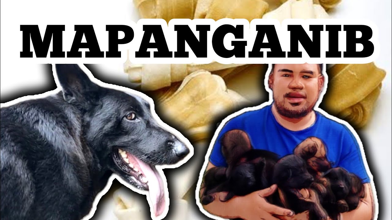 Mapanganib - Mga dapat malaman sa pagpapalaki ng German Shepherd Dog ...