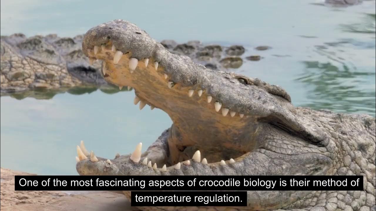 Unveiling the Secrets of Crocodiles: Ancient Predators in the Modern ...