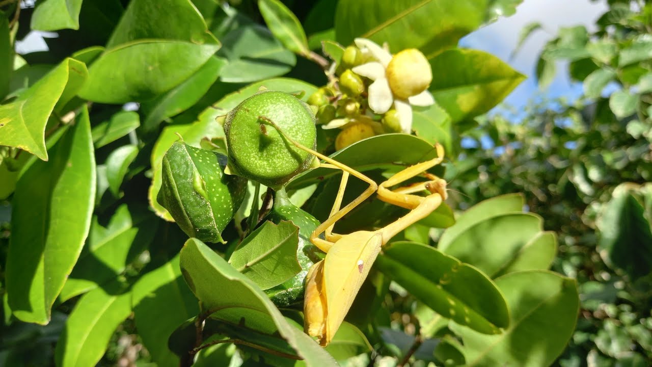 Biriba árvore do Birimbau importante para cultura Baiana. - YouTube