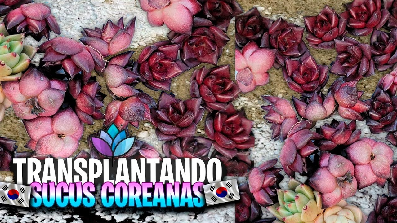 Trasplantando sucus Coreanas 🇰🇷🌱 - YouTube