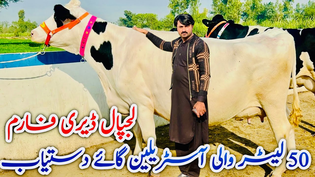 Lajpal Dairy Farm | Top class Cows And Friesian Cows | Jani best - YouTube