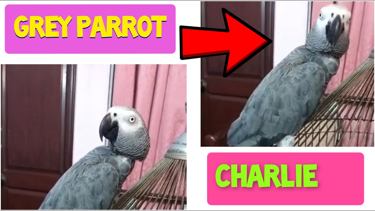 Grey Parrot Talking | Grey Parrot Talking Video | African Grey Parrot ...