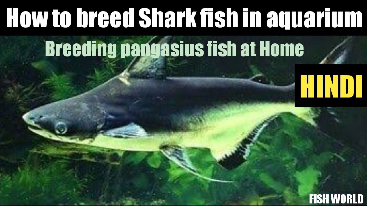 How to breed Shark fish in aquarium. Breeding pangasius fish at home ...