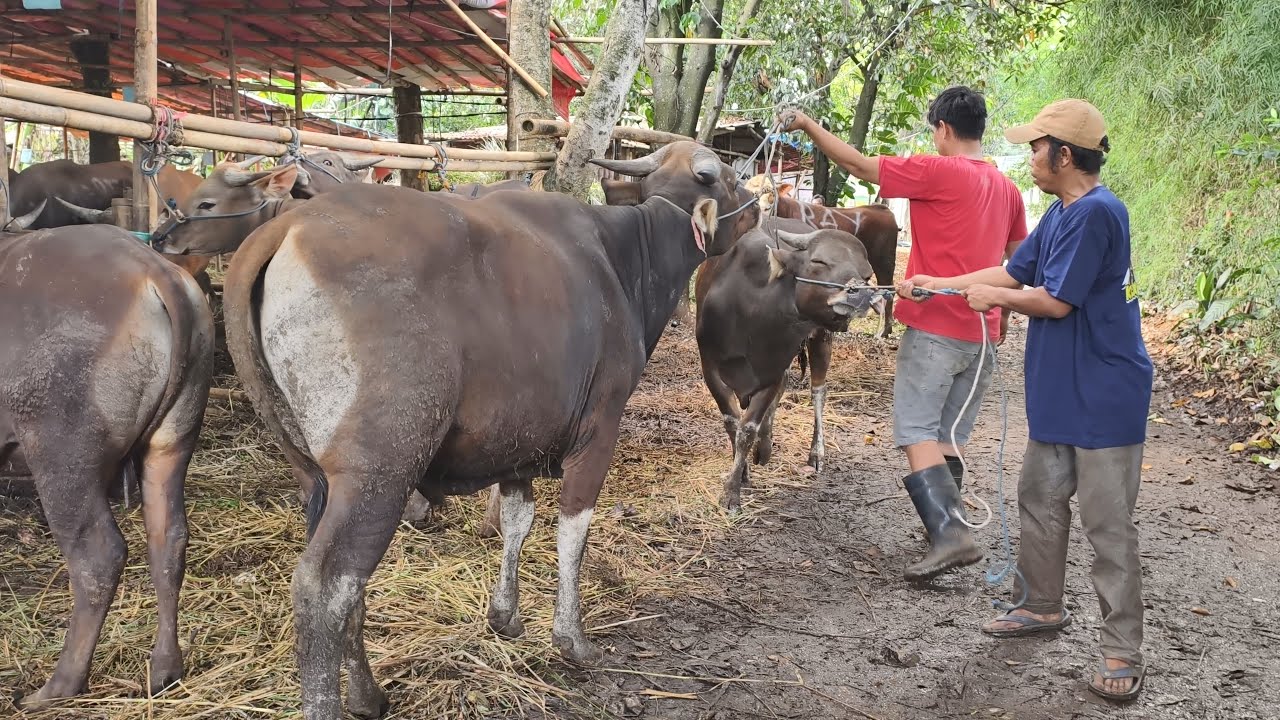 Baru Turun 58 ekor Sapi Bali 🔥Langsung Gas Promo - YouTube