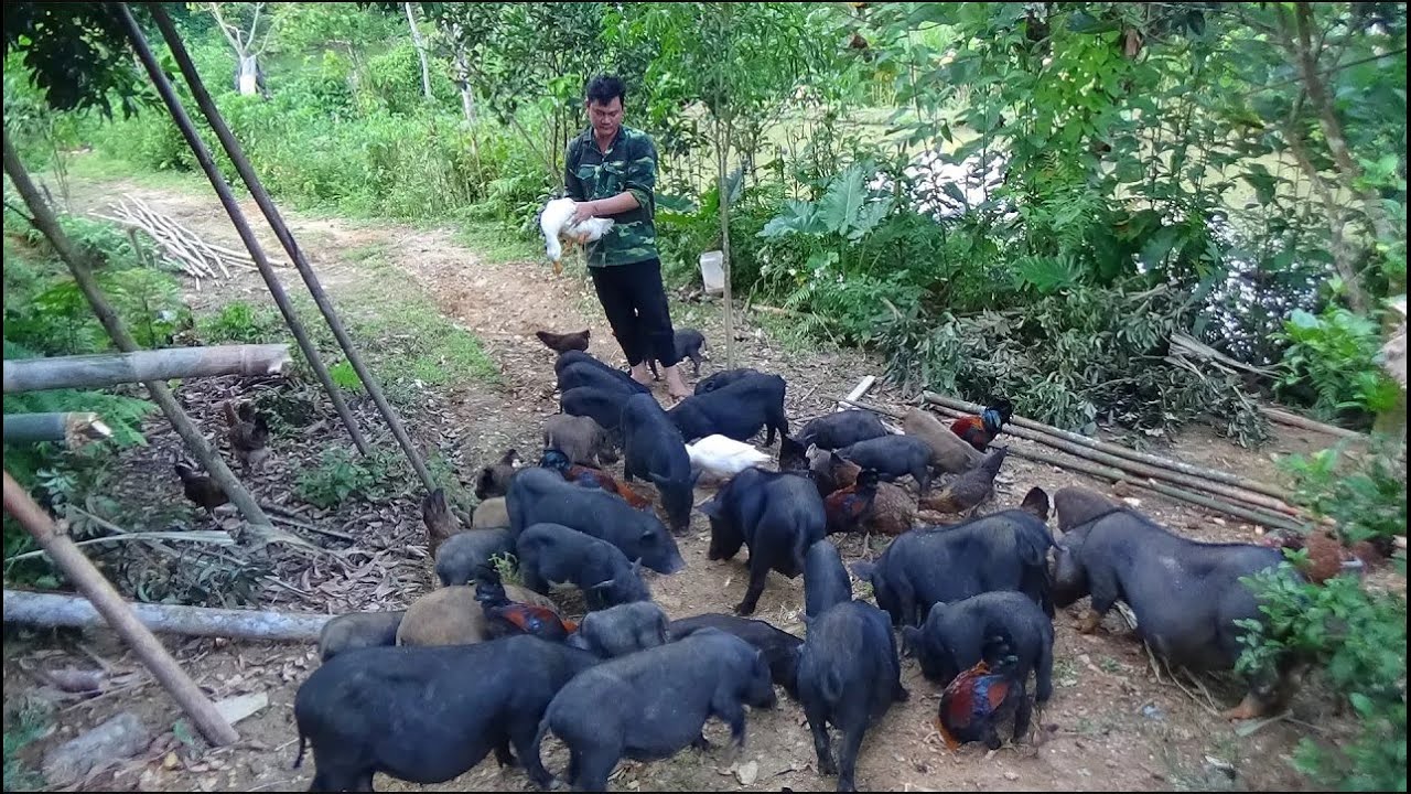Caring for wild boars and growing more vegetables, Survival instincts ...