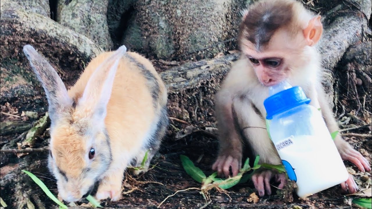 So beautiful! King rabbit and baby monkey eat food together #shorts ...
