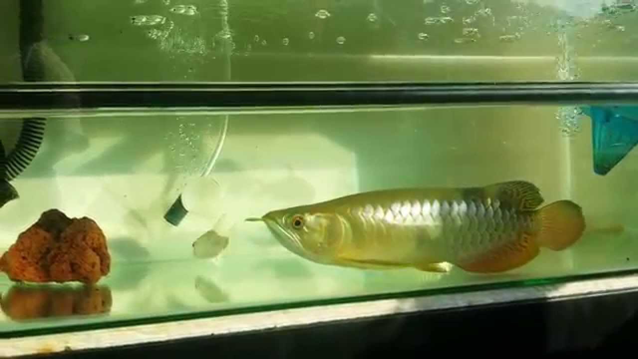 Arowana sun tanning - YouTube