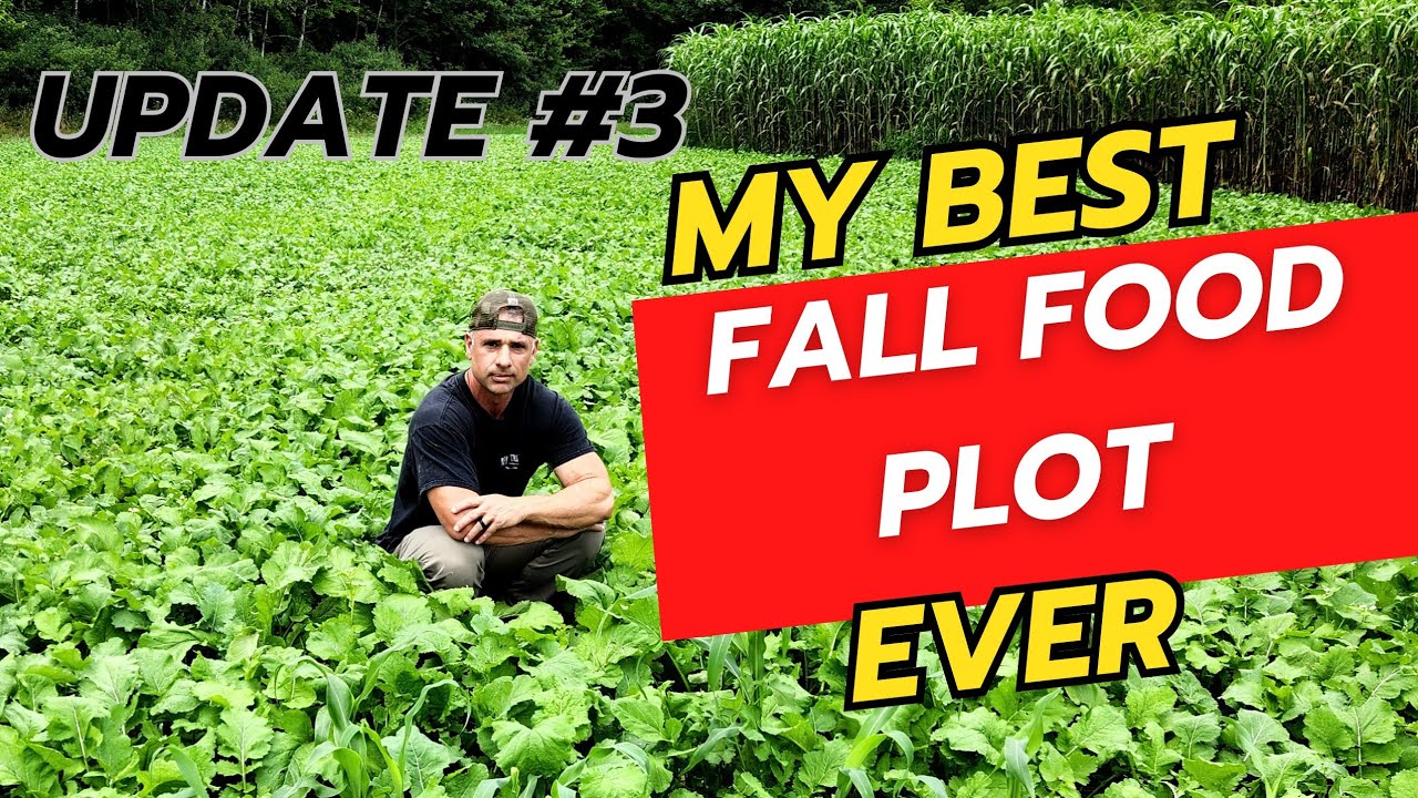 My Best Fall Food Plot Ever! - YouTube