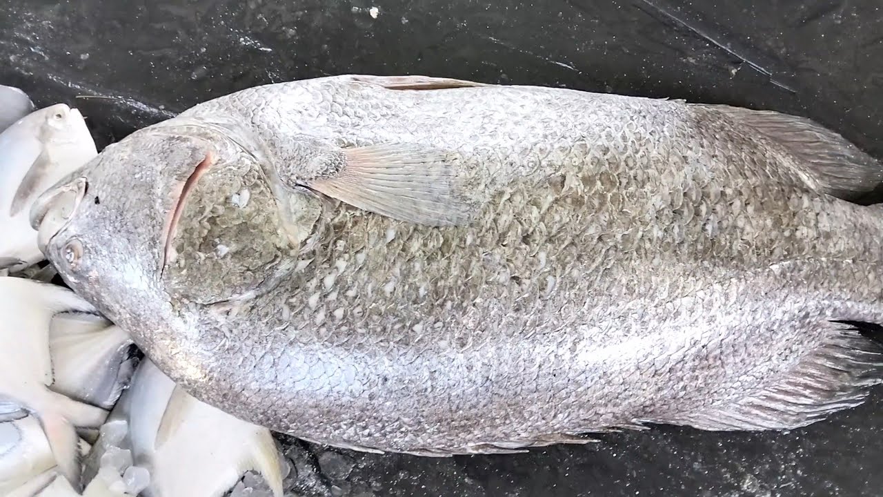 Best of Asian Sea Fish | Stunning Marine Life Highlights 🌊🐟 - YouTube