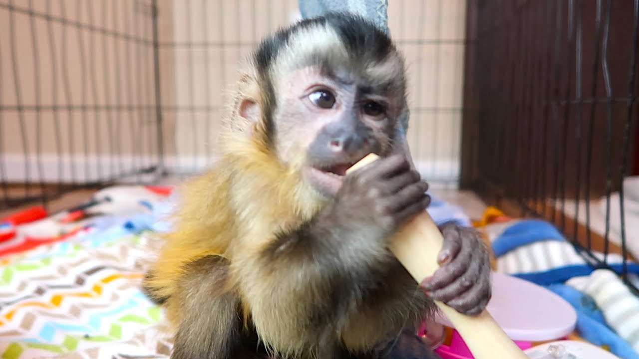 Baby Monkey Climbing & Playing with Toy Instruments! - YouTube