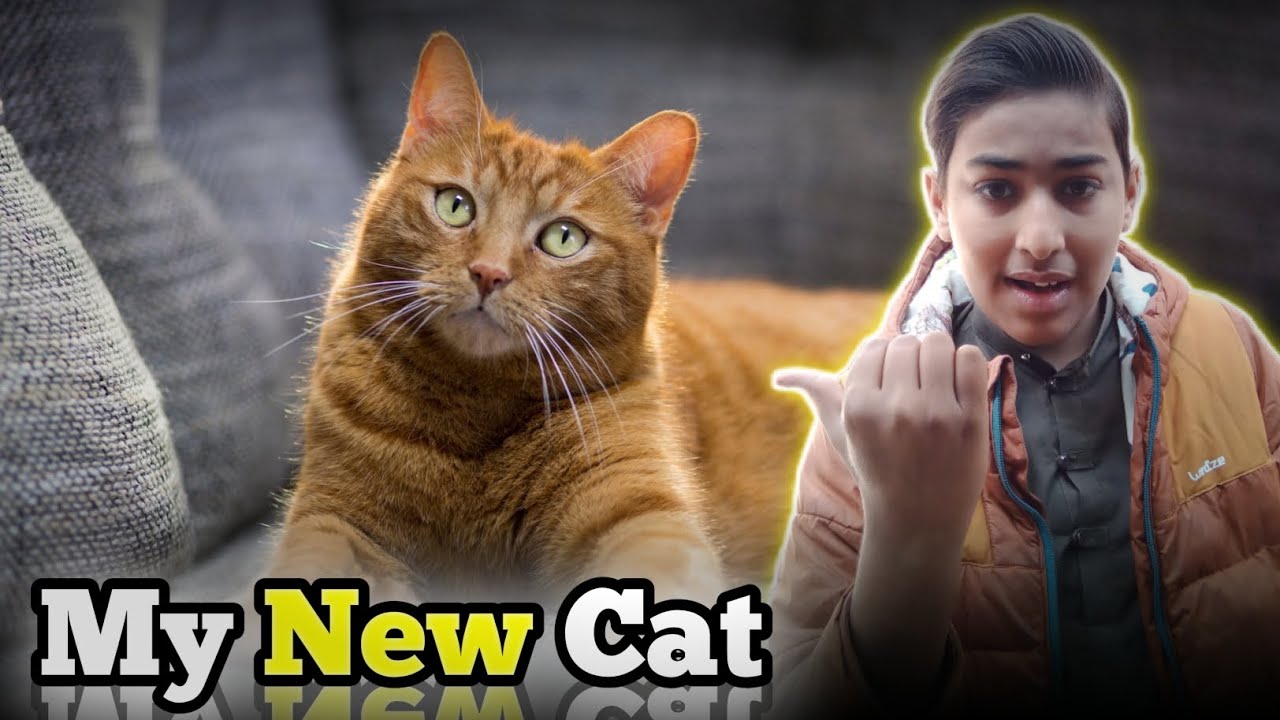 My New Cat 🥰 | Ammar K Baba K Accident Ho Gya 😱 | Vlog With Malik Ayyan ...