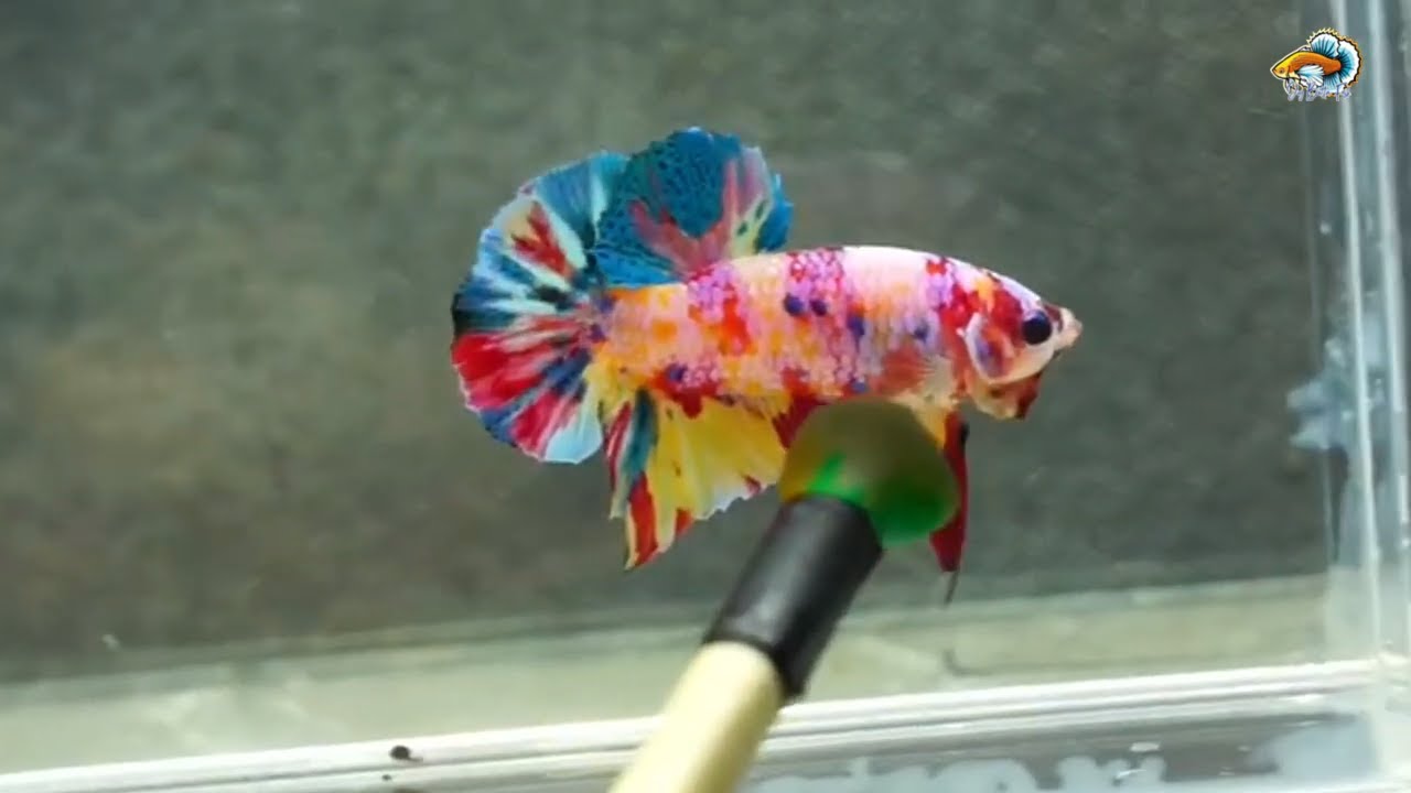 BETTA FISH | BETTA FISH MUSIC | KAMPFFISCH | ベタフィッシュ | 베타 피쉬 | BETTA ...